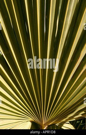 palm tree frawn frawns frond fronds bark sky blue look bract flag ...
