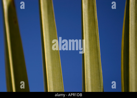 palm tree frawn frawns frond fronds bark sky blue look bract flag ...