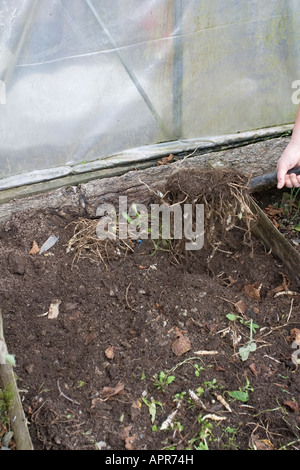 HARVESTING CHINESE ARTICHOKES STACHYS AFFINIS Stock Photo - Alamy