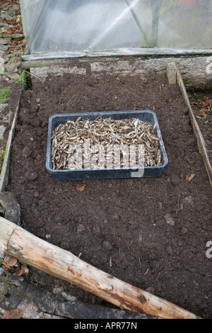 HARVESTING CHINESE ARTICHOKES STACHYS AFFINIS DIG UP ROOTS AND SHAKE TO ...