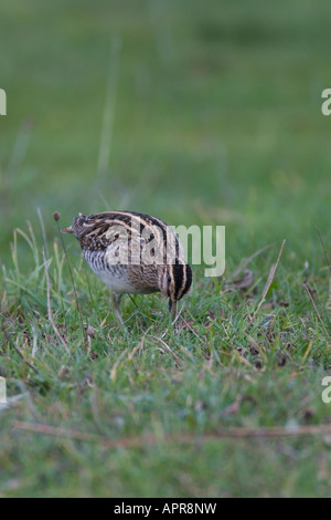 SNIPE GALLINAGO GALLINAGO HUNTING IN ROUGH GRASSLAND FOR FOOD Stock ...