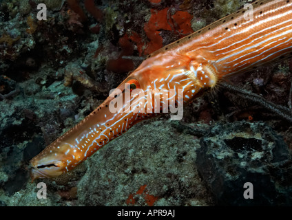Tropical long-bodied fish Trumpetfish, Aulostomus maculatus, underwater ...