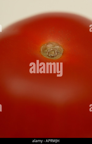 Natural close up fruit / vegetable portrait of the petite and prolific ...