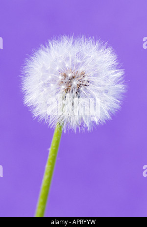dandelions isolated on the color backgrounds Stock Photo - Alamy