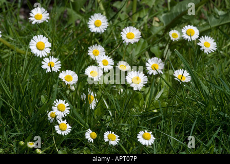 Flowers of spring 2007 camomile Stock Photo - Alamy