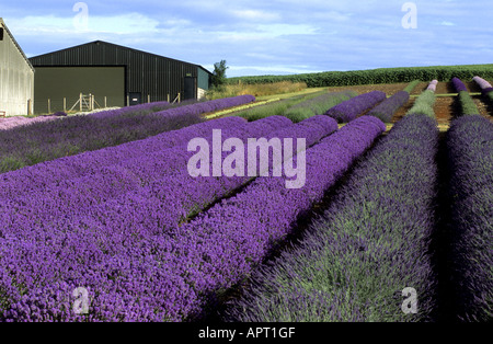 Snowshill Lavender Farm Gloucestershire The Cotswolds England United ...
