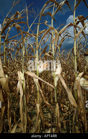 Dried Maize crop in Tennesse USA Stock Photo - Alamy