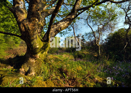 Spring woodland scene at Saddell west coast Scotland Stock Photo - Alamy