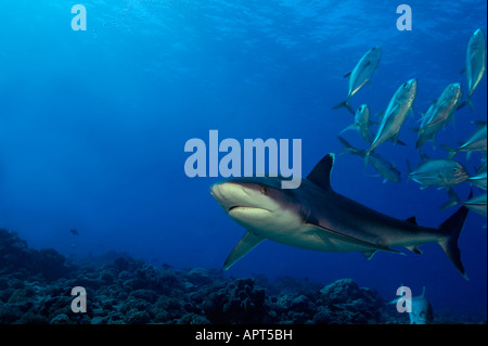 Silvertip shark with bigeye trevally Avatoru Pass Rangiroa French ...