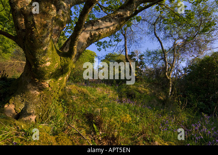 Spring woodland scene at Saddell west coast Scotland Stock Photo - Alamy