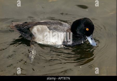 Aythya affinis, Broadbill, ducks, Lesser Scaup, Little Bluebill, male ...