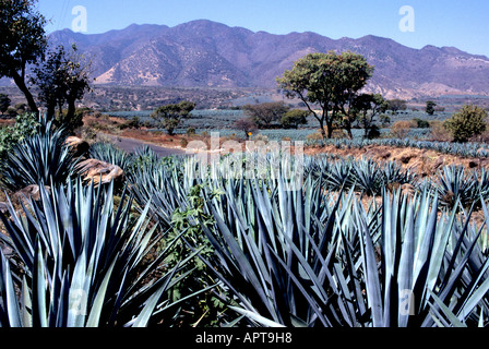 Mexico Tequilla Cactus Agave Distillery Farmers Stock Photo - Alamy