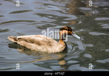 Philippine duck (Anas luzonica), Philippine Ducks, Ducks, Goose Birds ...