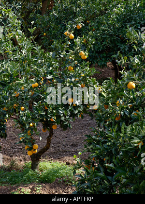 Orange tree Citrus x sinensis with fruits Stock Photo - Alamy