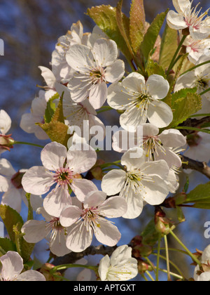 Prunus avium Flowering cherry. Cherry flowers on a tree branch Stock ...