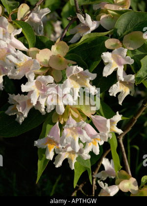 Dipelta floribunda is a species of flowering plant known for its ...