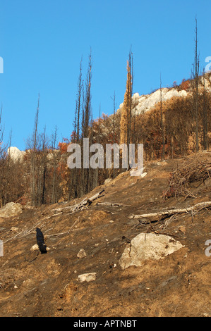 Burned bushes in the forest fire of 2011-2012. Torres del Paine ...