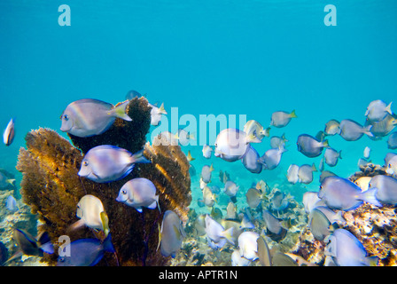 Ocean Surgeonfish School St John US Virgin Islands // ST JOHN, US ...