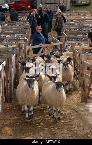 Mule gimmer lamb sale at Hawes Auction Mart Stock Photo - Alamy