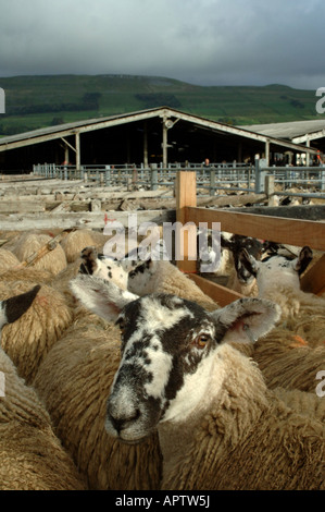 Mule gimmer lamb sale at Hawes Auction Mart Stock Photo - Alamy