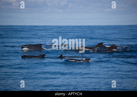 Long-finned Pilot Whales Stock Photo - Alamy