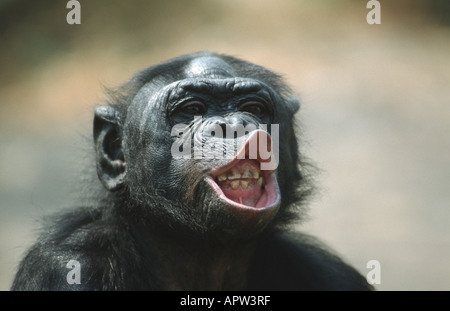 bonobo, pygmy chimpanzee (Pan paniscus), baring his teeth Stock Photo ...