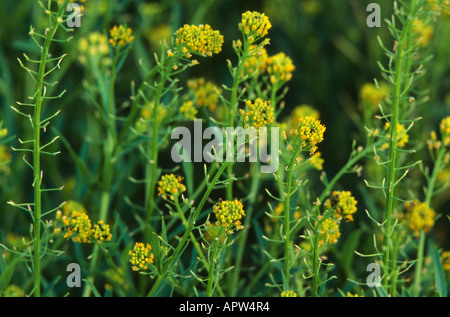 Treacle mustard, Wormseed mustard, Wallflower mustard, Worm-seed ...