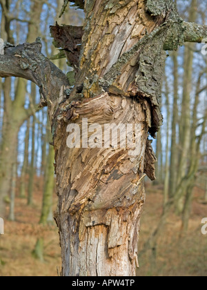 Bark on the trunk of an old cherry tree.Details.Texture. Stock of an ...