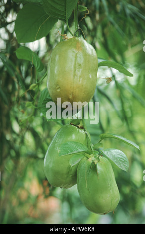 Giant granadilla (Passiflora quadrangularis), fruit Stock Photo - Alamy