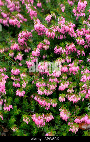 Erica carnea - `Myretoun Ruby' AGM in Snow ERC012043 Stock Photo - Alamy