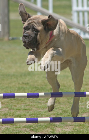 Bull Mastiff jumping during an agility competition in Gloucester VA ...