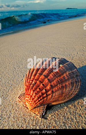 Seashells Seashell on beach Seychelles Stock Photo - Alamy