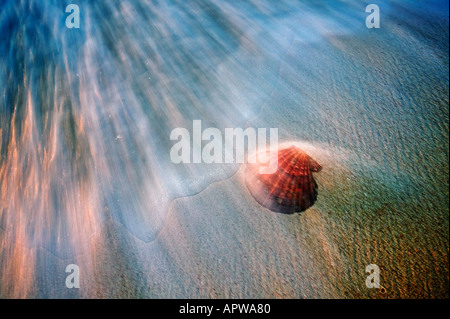 Seashells Seashell on beach Seychelles Stock Photo: 2955899 - Alamy