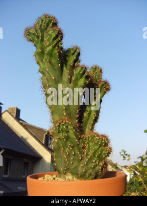 Peruvian Cactus (Cereus peruvianus, Cereus uruguayanus), fruits Stock ...