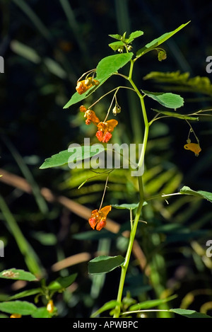 Spotted Touch Me Not aka Jewelweed Impatiens capensis Stock Photo - Alamy