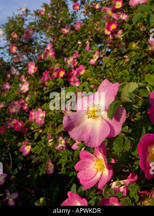 rose (Rosa spec.), Pink rose Stock Photo - Alamy