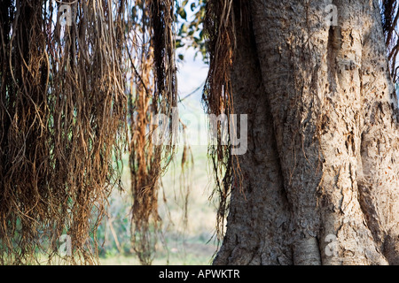 The trunk of a Banyan tree (Ficus benghalensis), or Bargad in Hindi, a ...