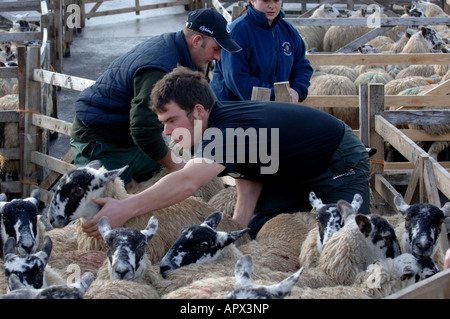 Mule gimmer lamb sale at Hawes auction mart in North Yorkshire UK Stock ...