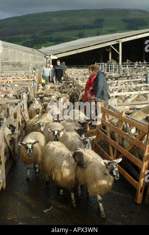 Mule gimmer lamb sale at Hawes auction mart in North Yorkshire UK Stock ...