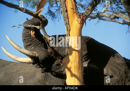 Elephant stripping bark Stock Photo - Alamy