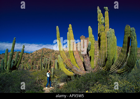 Cacti , Isla Catalan, Baja California Mexico Stock Photo - Alamy