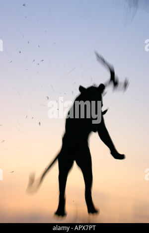 Leopard falling out a tree in the bushveld, Kruger National Park, South ...