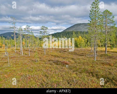 Autumn colours in fell Ylläs, Kolari, Lapland, Finland Stock Photo - Alamy