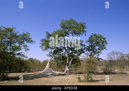 Savannah landscape with trees near Maun Stock Photo - Alamy
