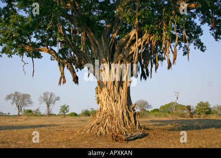 Scenic view of a large Fig tree with abundant aerial roots Stock Photo ...