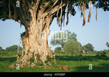 Scenic view of a large Fig tree with abundant aerial roots Stock Photo ...
