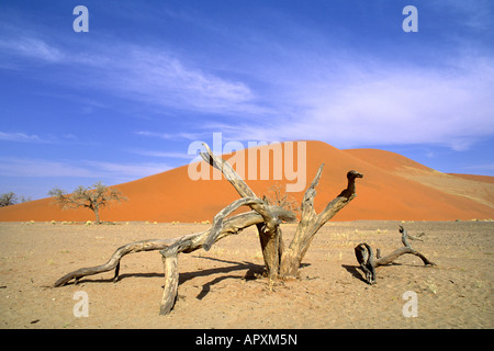 Dramatic red sand dunes in the Namib Desert Stock Photo - Alamy