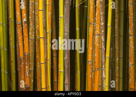 Cane Break Bamboo Tennessee Stock Photo - Alamy