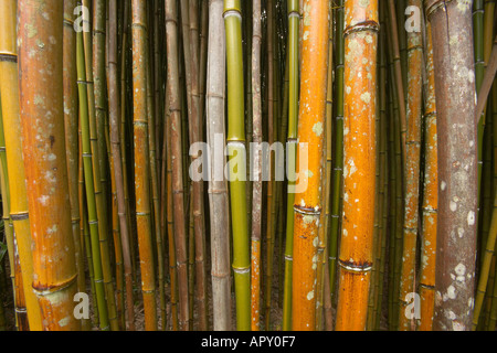 Cane Break Bamboo Tennessee Stock Photo - Alamy