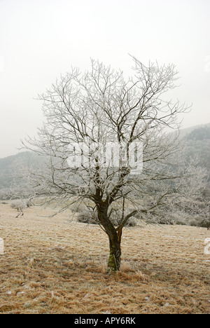 Winter landscape - frosty winter tree in the forest with sunrise light ...